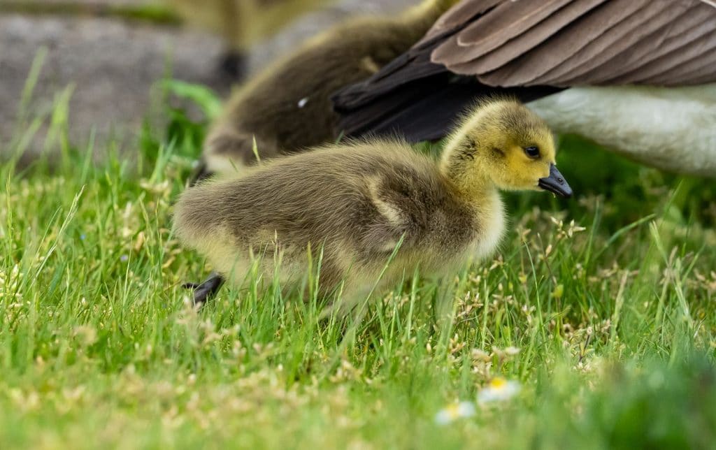 The Goslings are growing! - French & Jupps